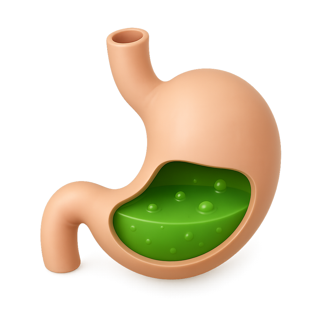 Stomach | Thiings Collection